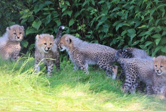 Cẩm Nang Toronto Canada: Người Việt Cần Biết Gì Khi Sang?